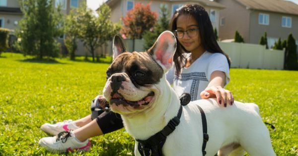 Common Dog and Cat Grooming Injuries and How to Treat Them - Canadian ...